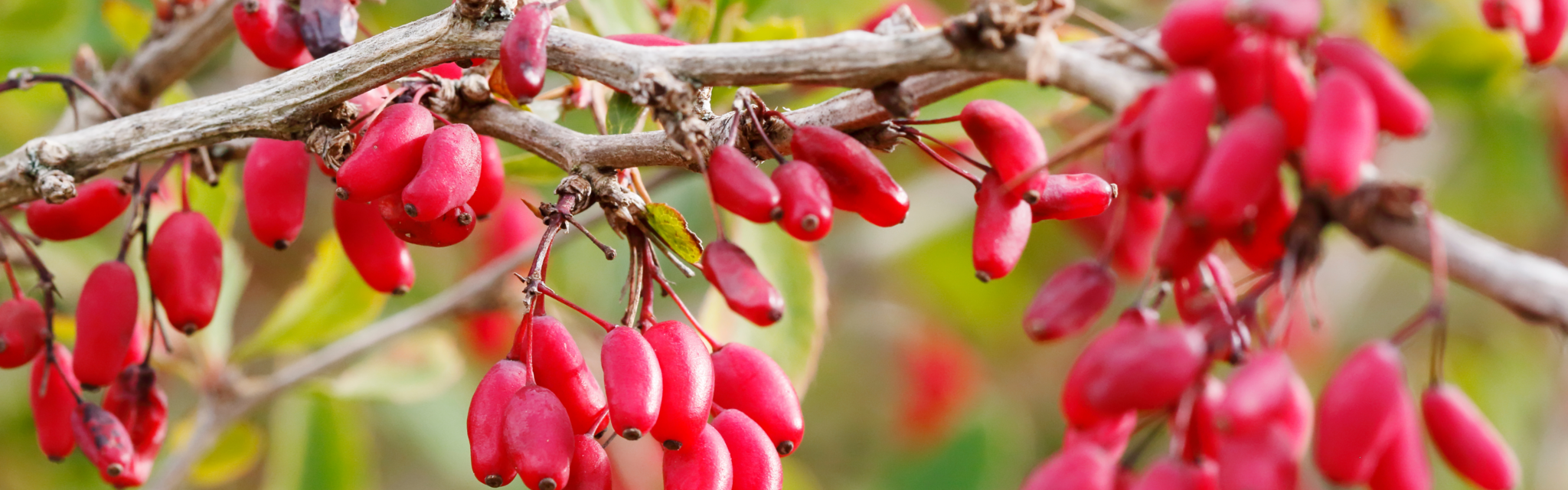 Berberine – a Natural Aid for Supporting Blood Sugar Balance and ...